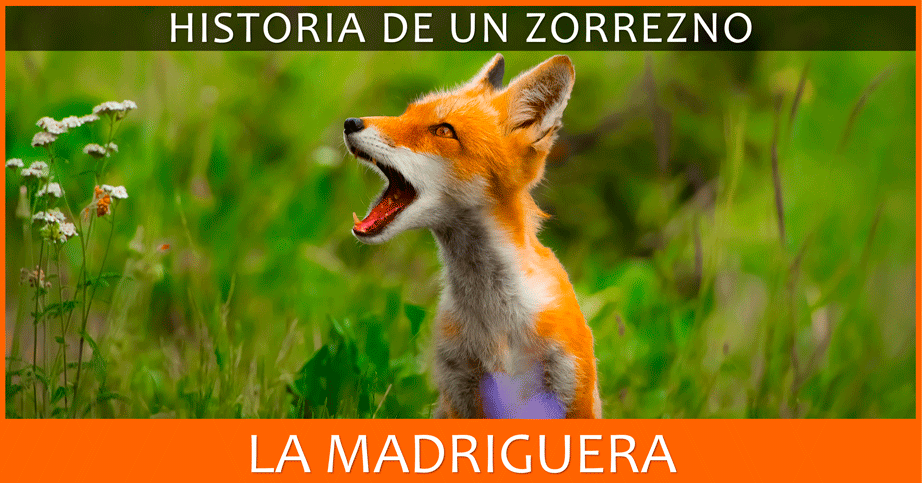 HISTORIA DE UN ZORREZNO